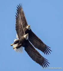 Op die vlerke van ‘n arend – NG Kerke Adelaide en Fort Beaufort